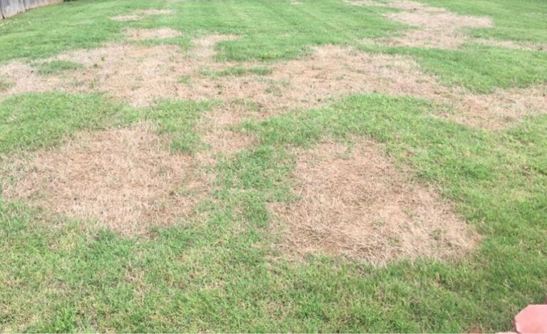 How to Get Rid of Chinch Bugs in Lawn | Best Chinch Bug Treatment Guide