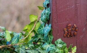 How to Get Rid of Chinch Bugs in Lawn | Best Chinch Bug Treatment Guide